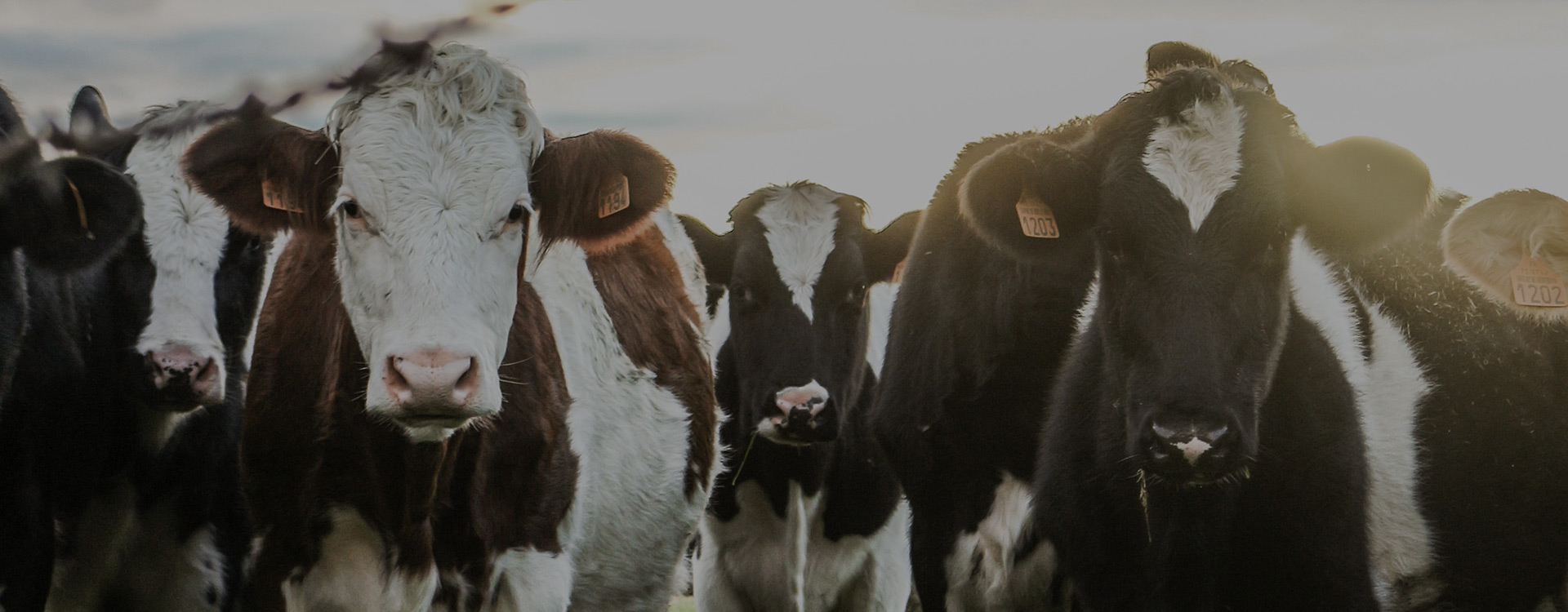 KATKO - The Load Break Company